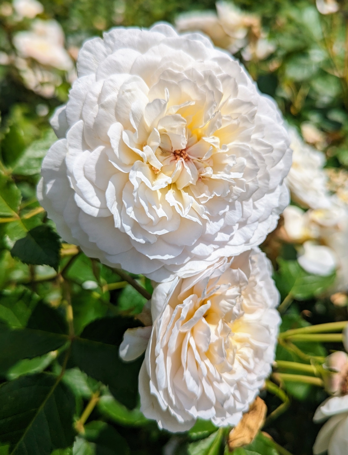 Blooming Roses - The Martha Stewart Blog