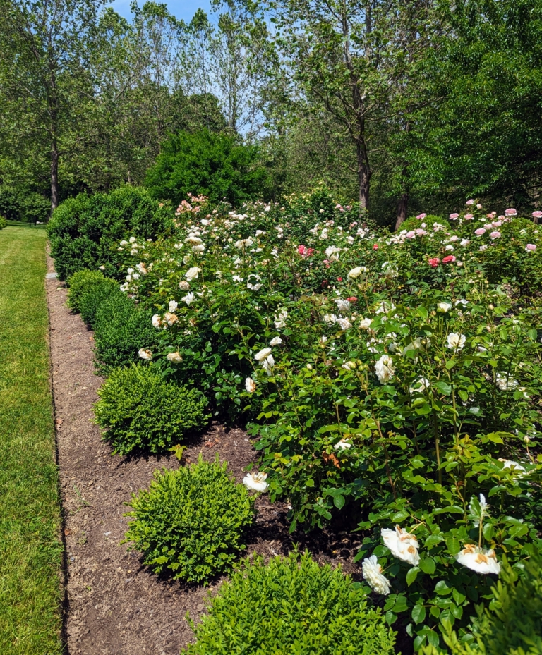 Blooming Roses - The Martha Stewart Blog