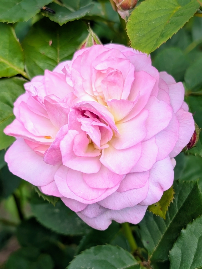 Blooming Roses - The Martha Stewart Blog