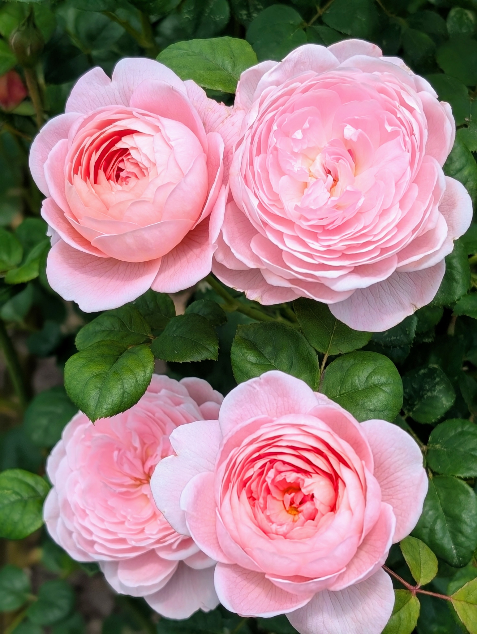 Blooming Roses - The Martha Stewart Blog