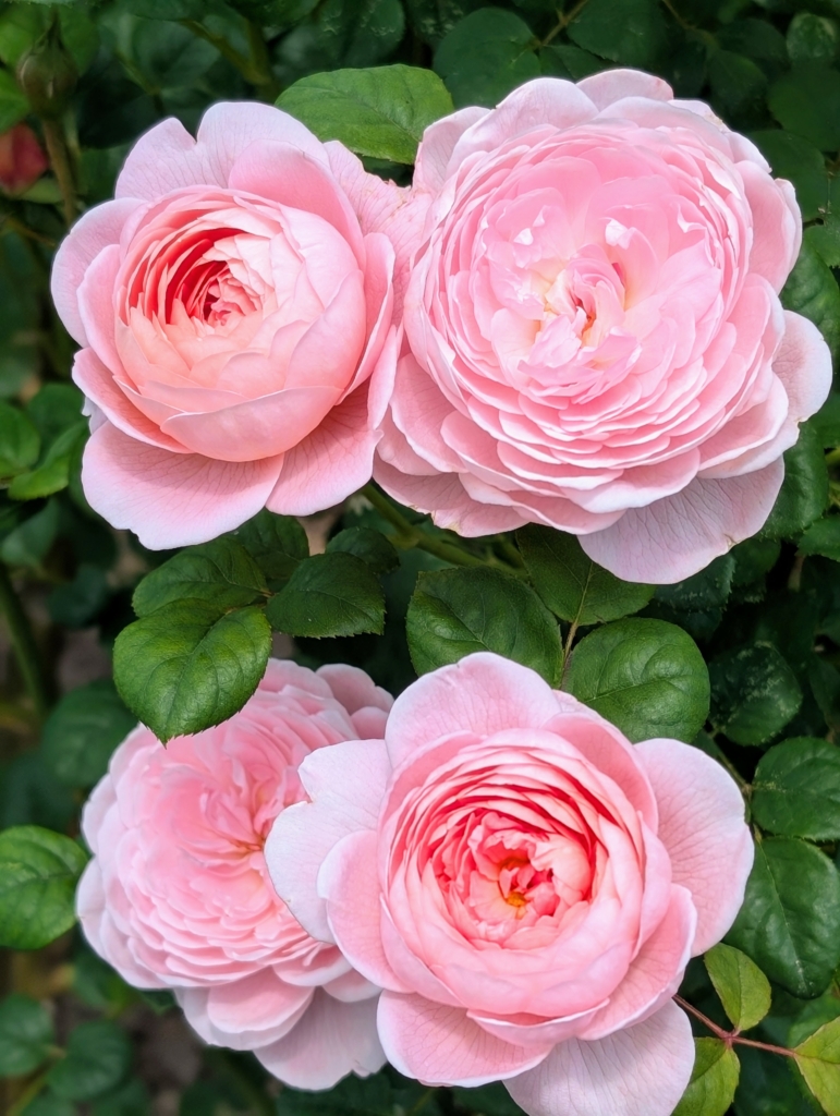 Blooming Roses - The Martha Stewart Blog