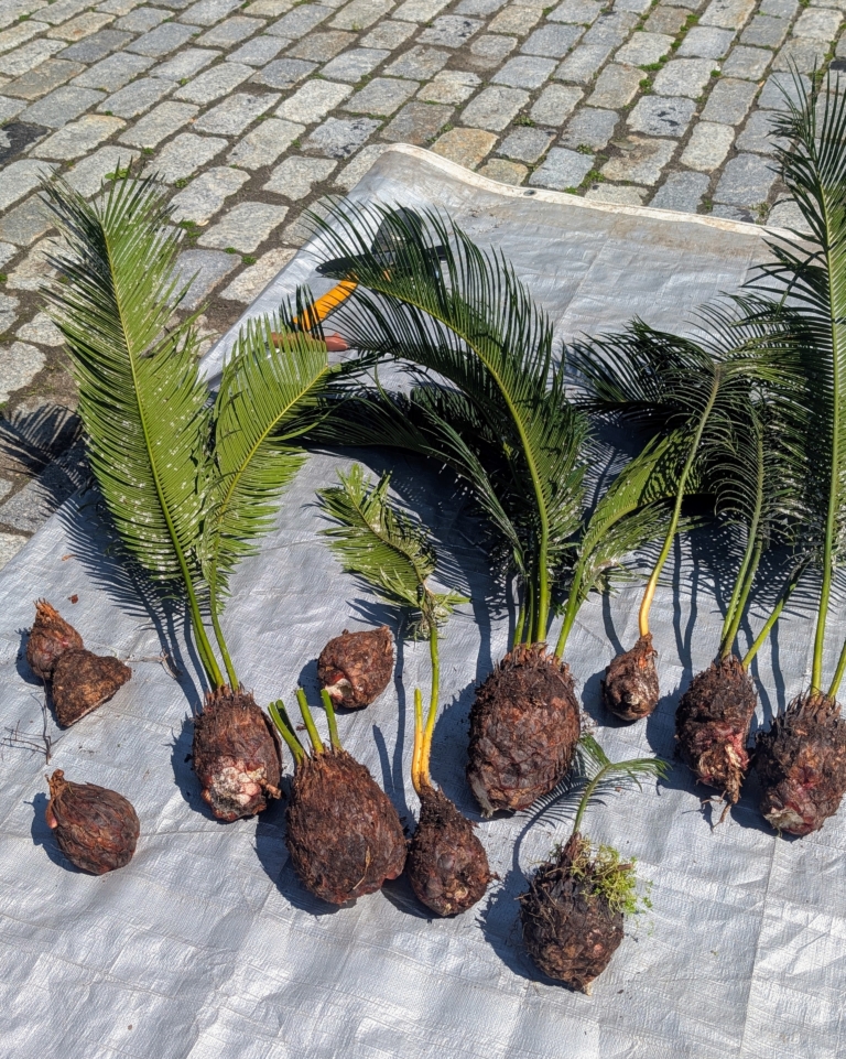 Sago Palms Outside My Stable - The Martha Stewart Blog