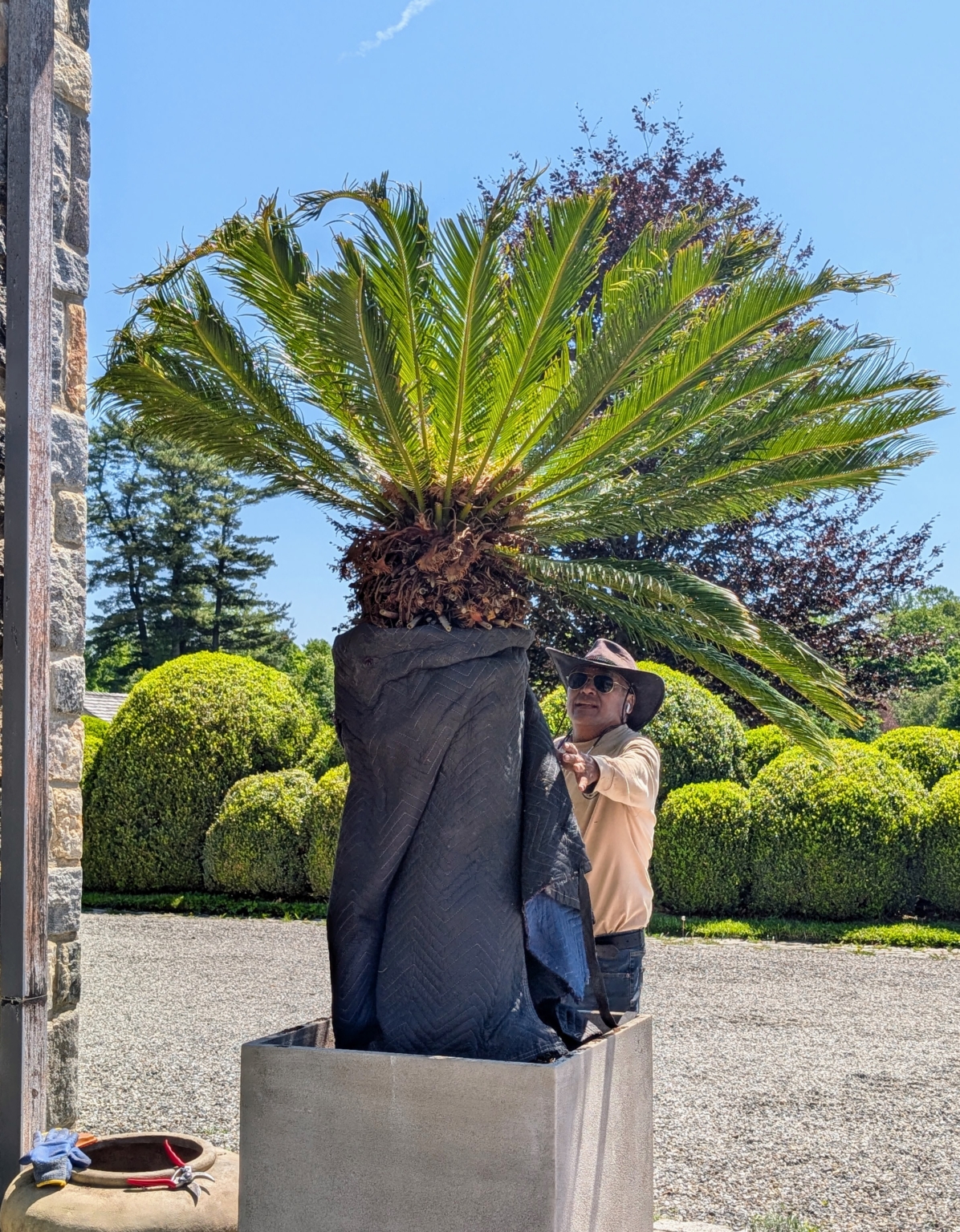 Sago Palms Outside My Stable - The Martha Stewart Blog