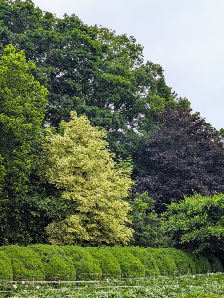 Trees at My Farm - The Martha Stewart Blog