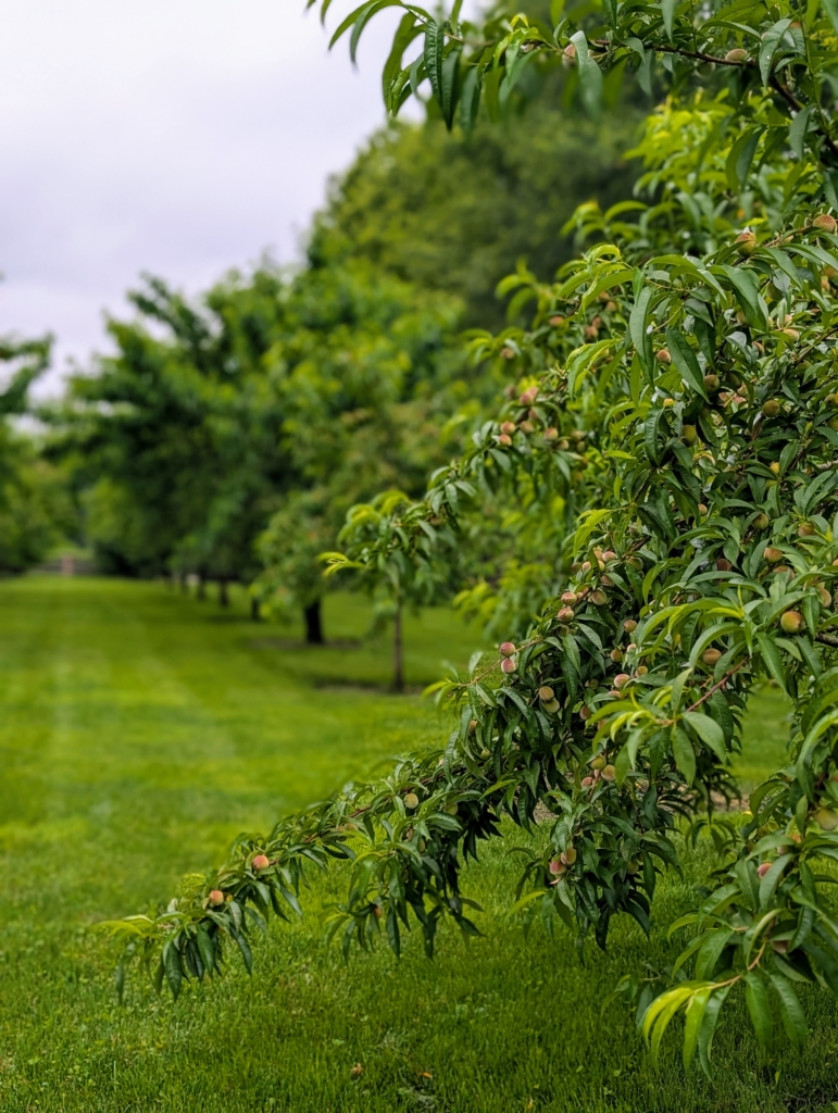 Trees at My Farm - The Martha Stewart Blog