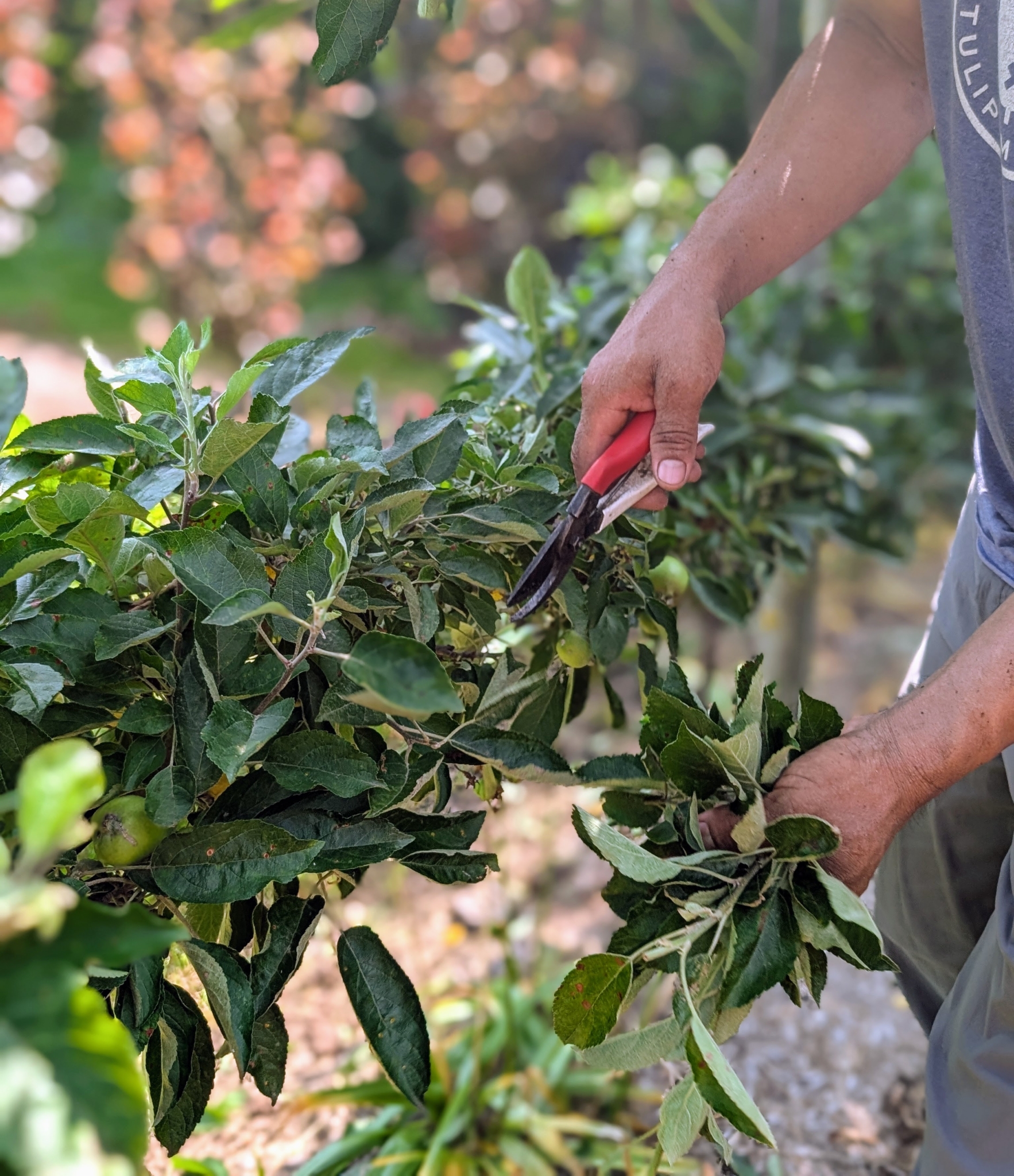 Pruning and Grooming My Maze - The Martha Stewart Blog