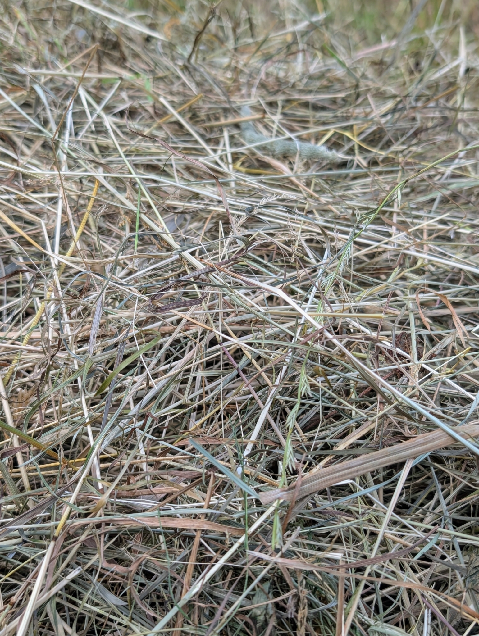 My First Cut of Hay 2025 - The Martha Stewart Blog