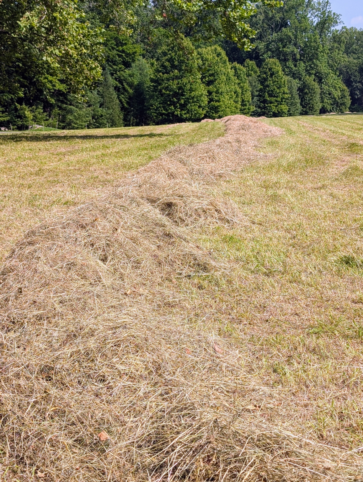 My First Cut of Hay 2025 - The Martha Stewart Blog