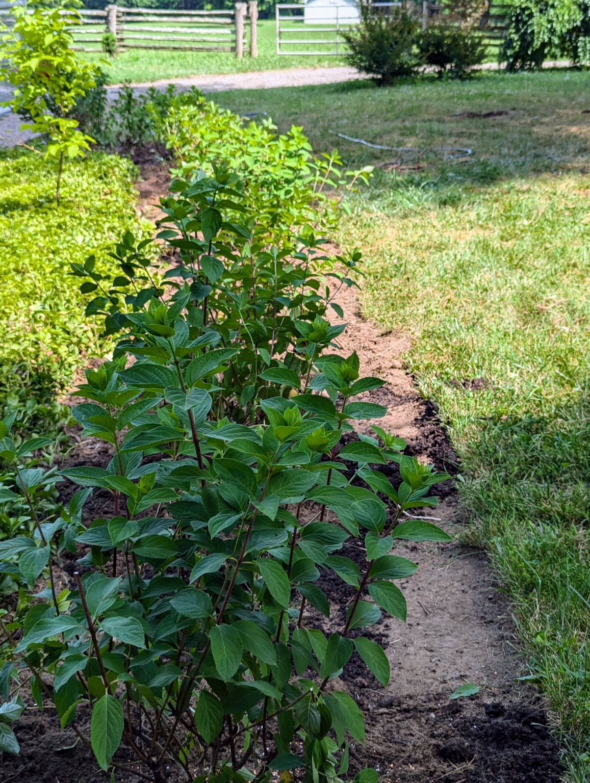 The Martha Stewart Blog : Blog Archive My Tennis Court Hydrangeas One ...
