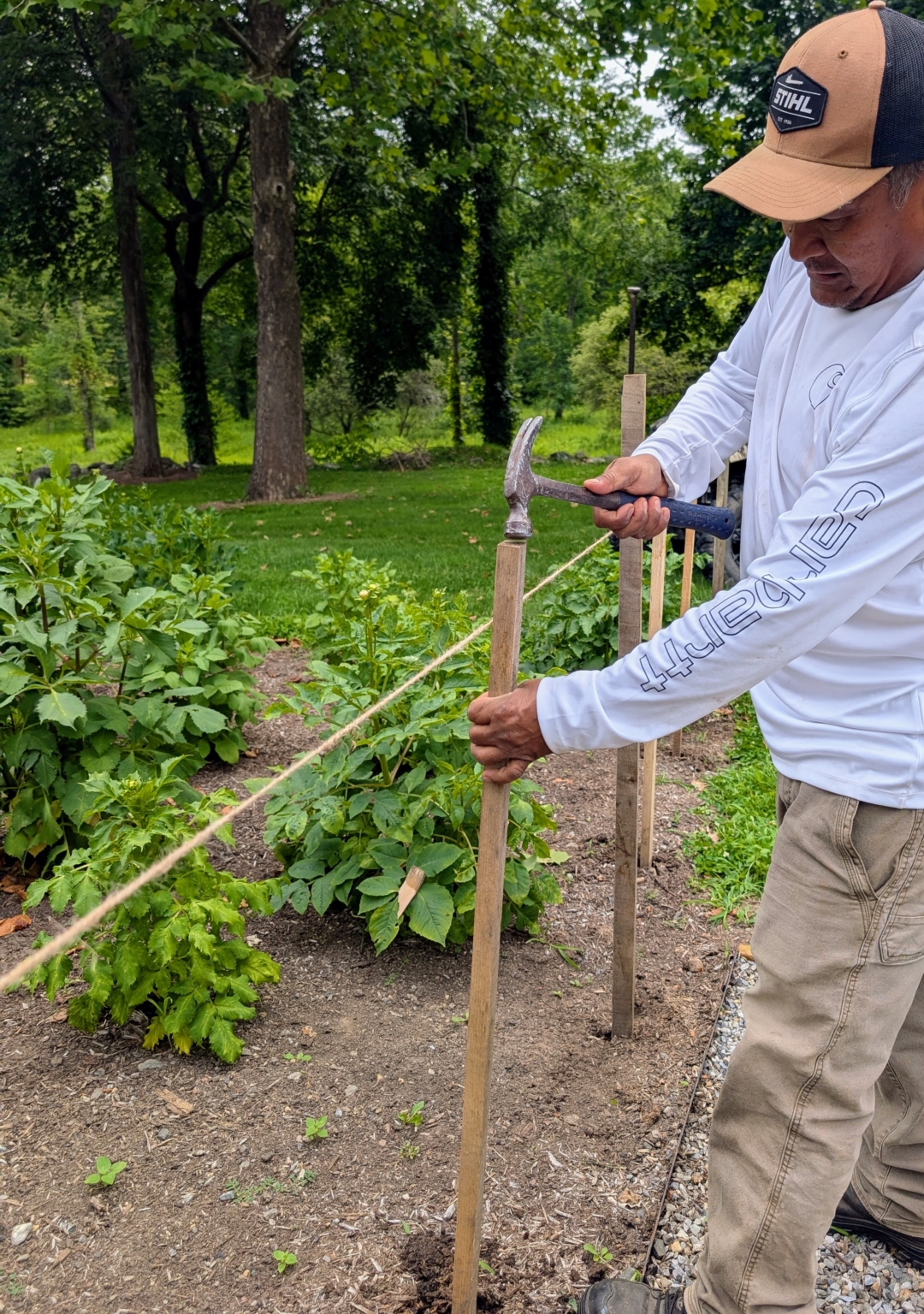 Staking Dahlias - The Martha Stewart Blog