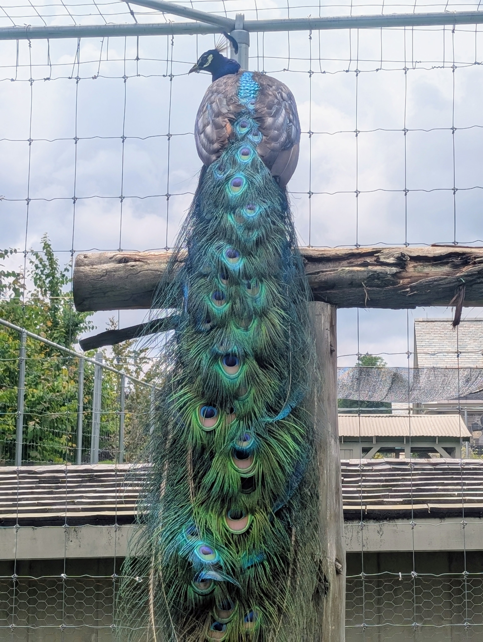 Peacocks and Peahens in Summer - The Martha Stewart Blog