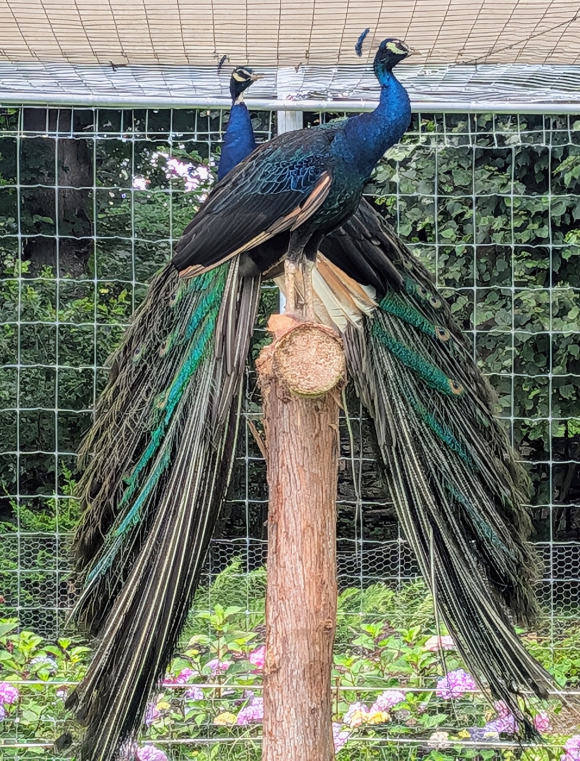 Peacocks and Peahens in Summer - The Martha Stewart Blog