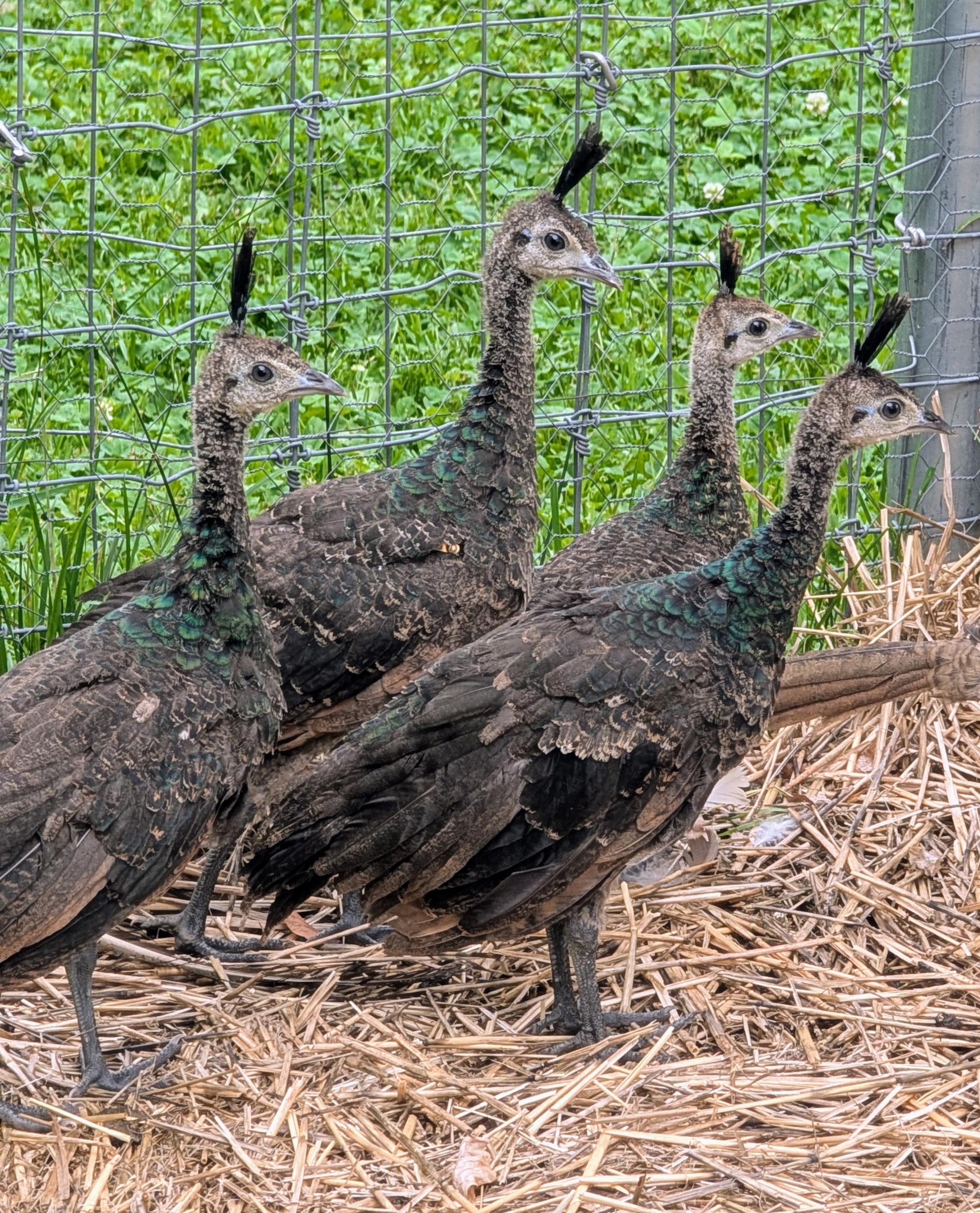 Peacocks and Peahens in Summer - The Martha Stewart Blog