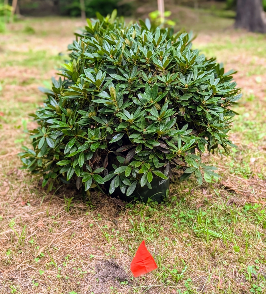 Planting Rhododendrons from Monrovia - The Martha Stewart Blog