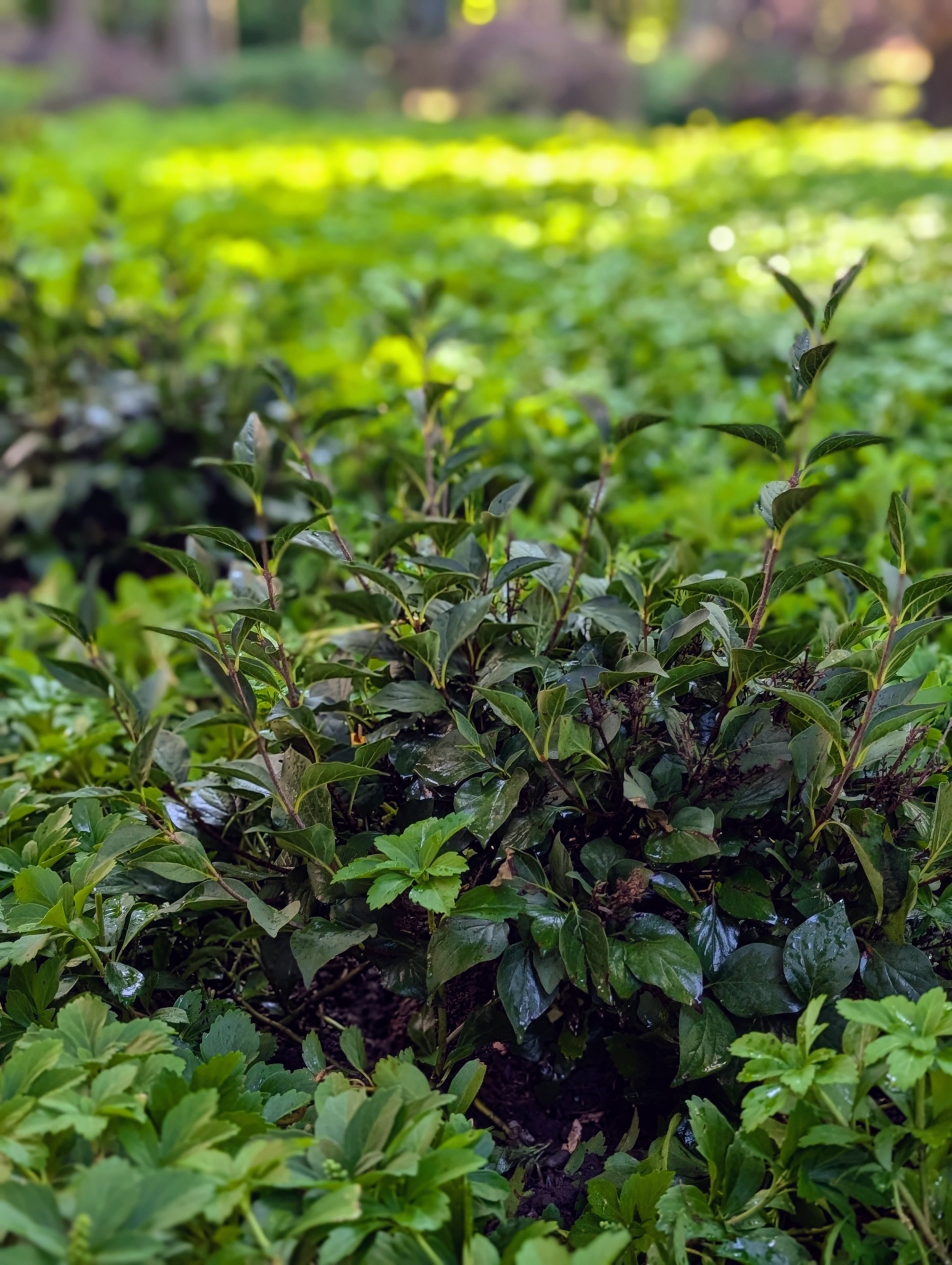 The Martha Stewart Blog : Blog Archive Planting Lilacs from Monrovia ...