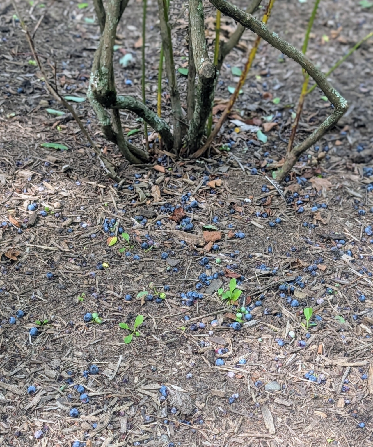 Picking Lots of Blueberries - The Martha Stewart Blog