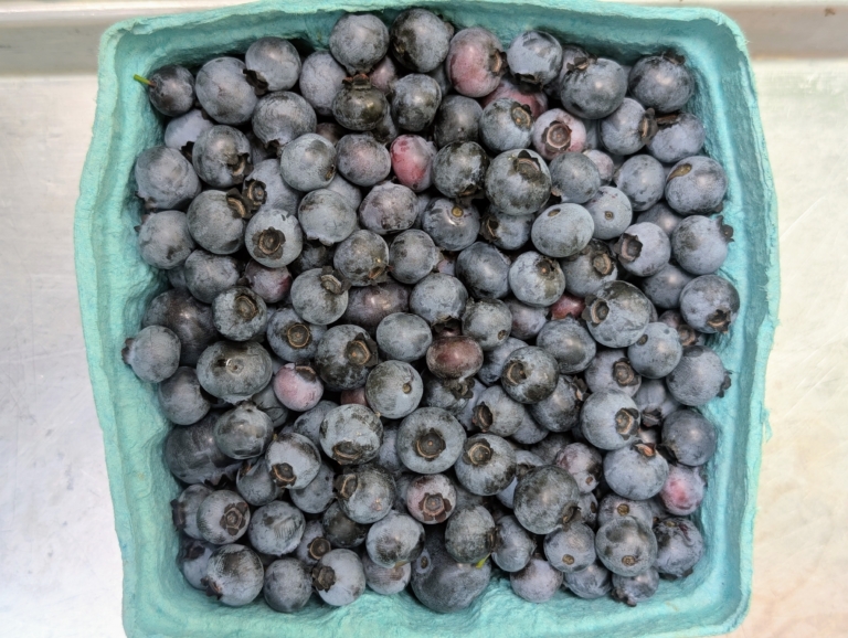 Picking Lots of Blueberries - The Martha Stewart Blog
