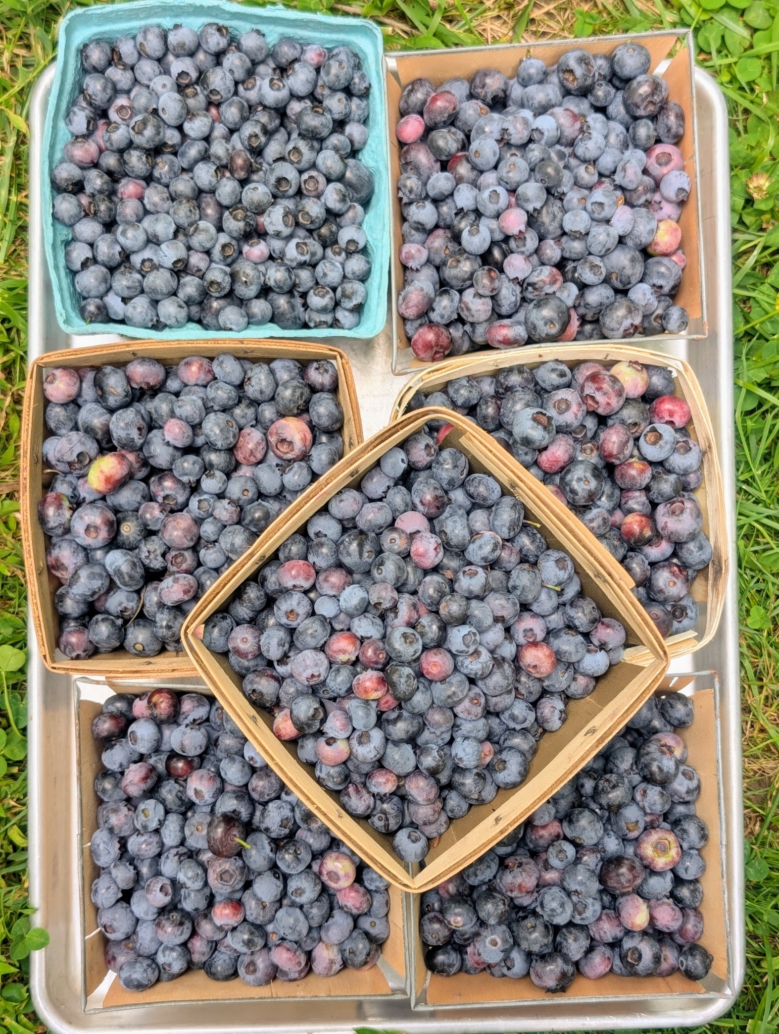 Picking Lots of Blueberries - The Martha Stewart Blog