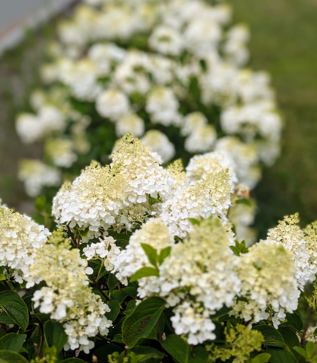 The Martha Stewart Blog : Blog Archive My Tennis Court Hydrangeas One ...