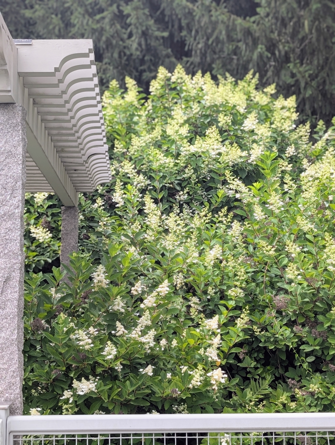 The Martha Stewart Blog : Blog Archive My Tennis Court Hydrangeas One ...
