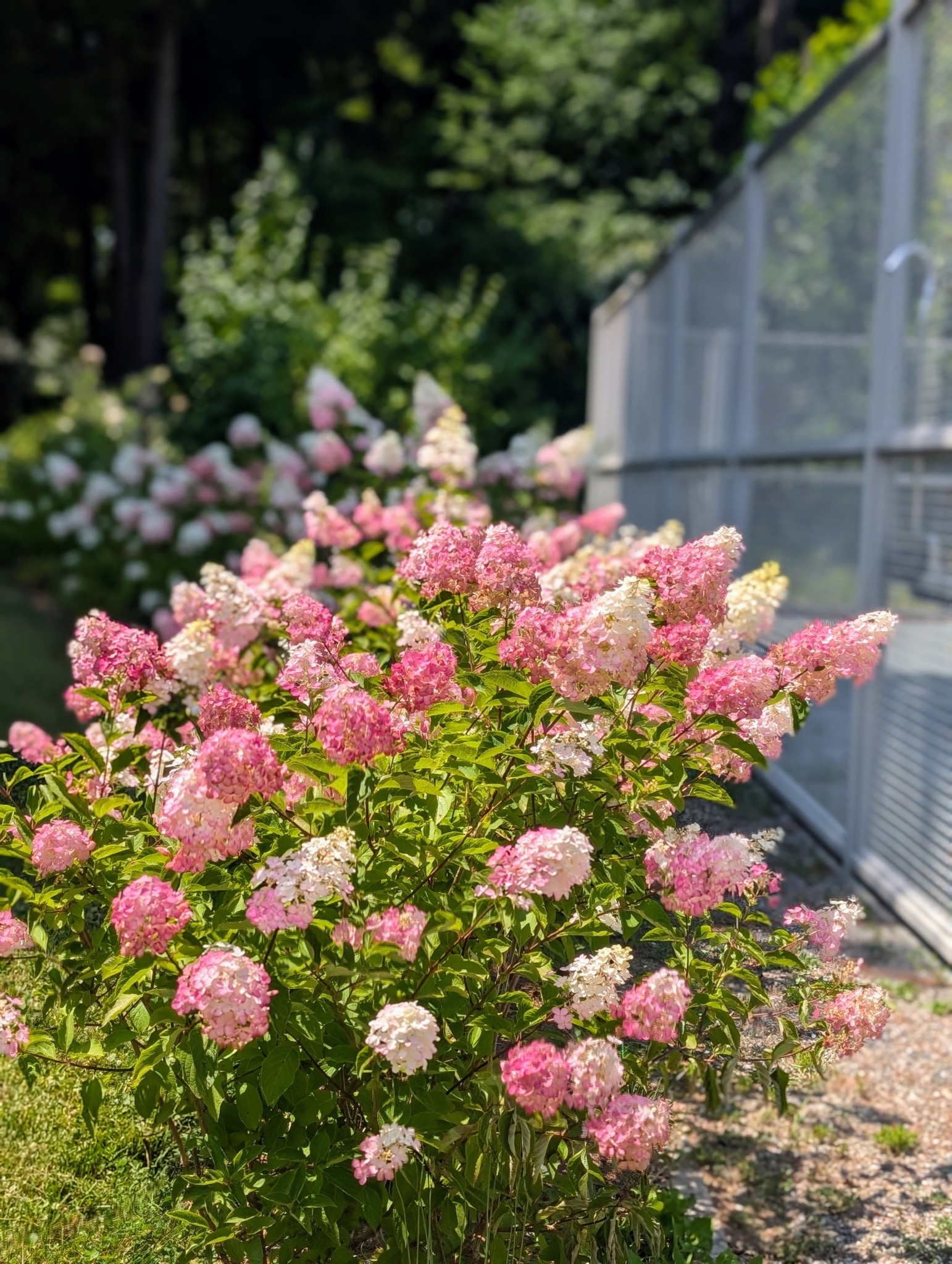 The Martha Stewart Blog : Blog Archive My Tennis Court Hydrangeas One ...