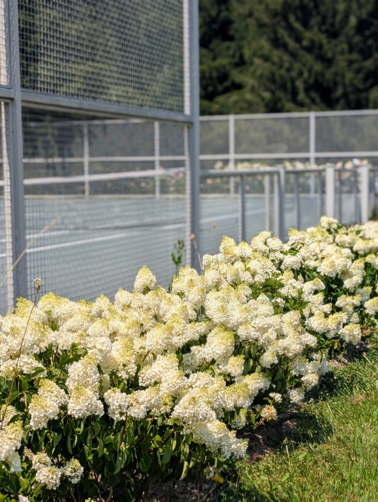 The Martha Stewart Blog : Blog Archive My Tennis Court Hydrangeas One ...