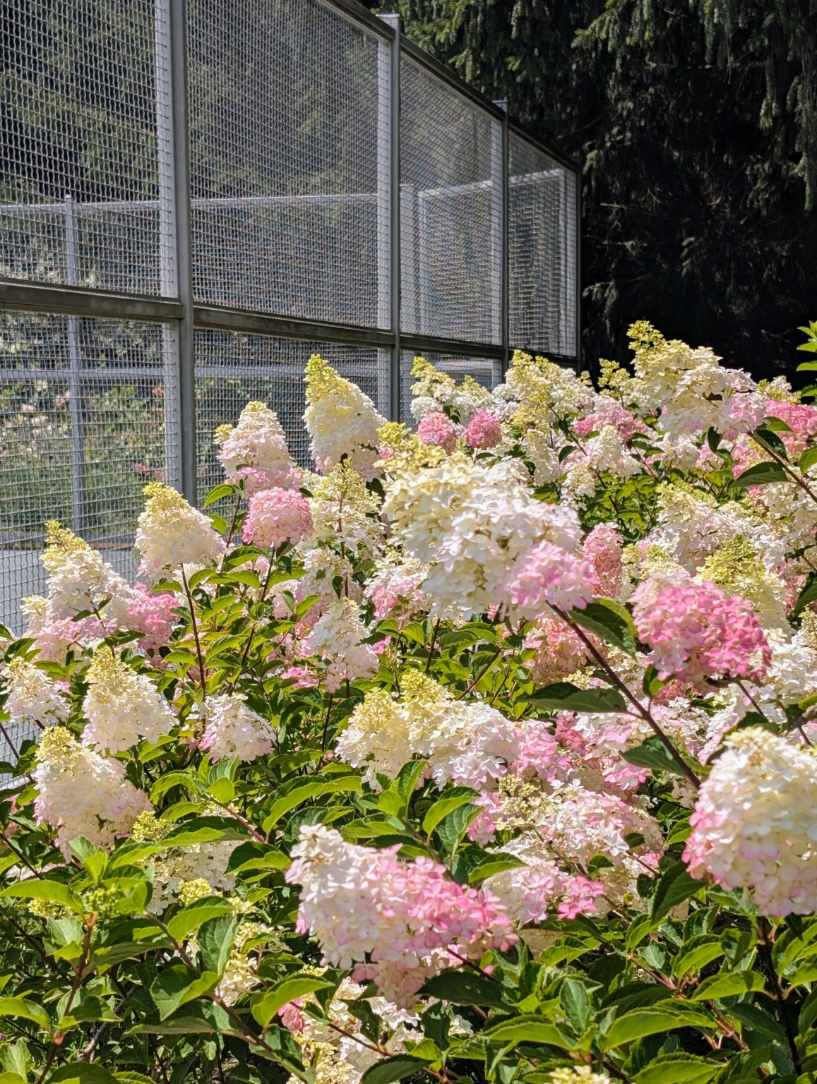 The Martha Stewart Blog : Blog Archive My Tennis Court Hydrangeas One ...
