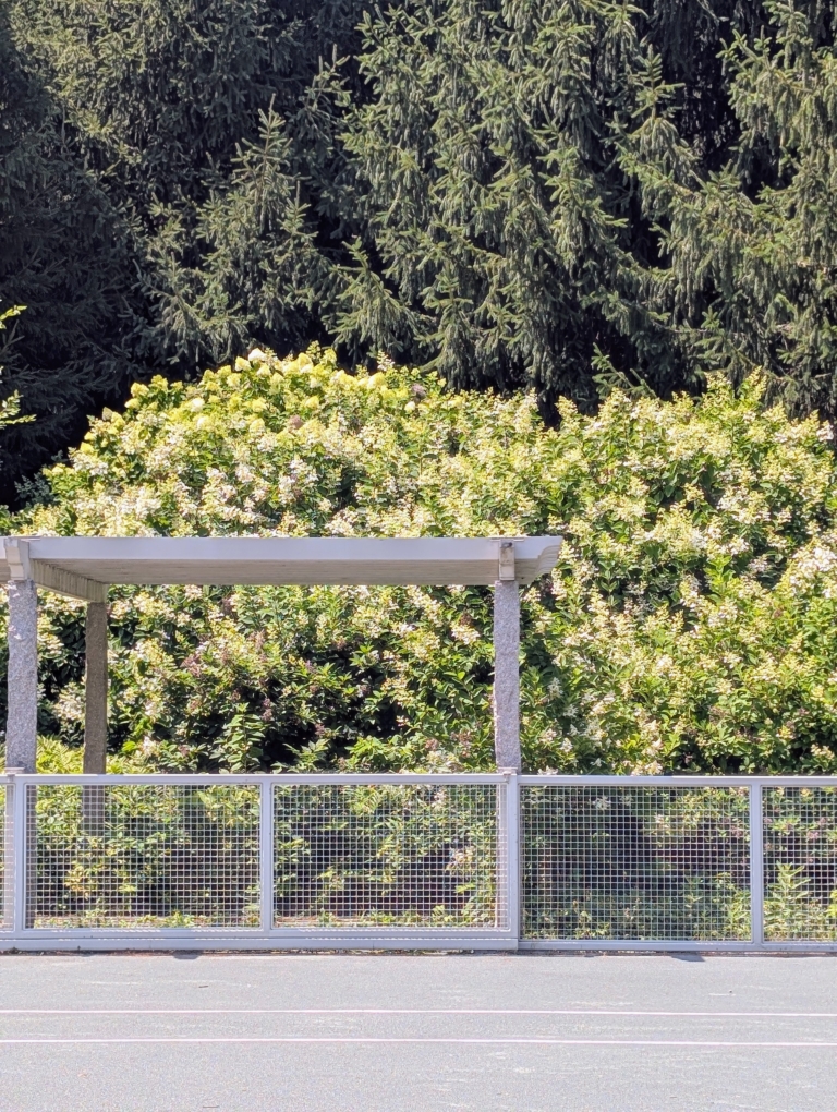 The Martha Stewart Blog : Blog Archive My Tennis Court Hydrangeas One ...