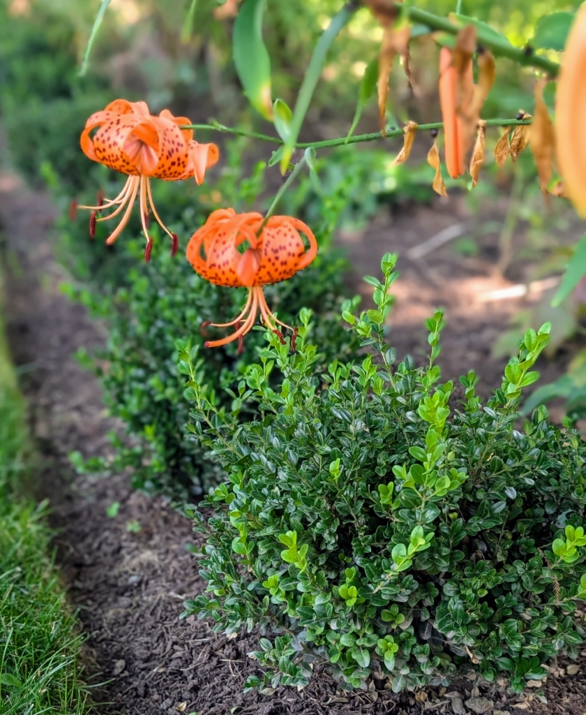 My Lush Stewartia Garden in Summer - The Martha Stewart Blog