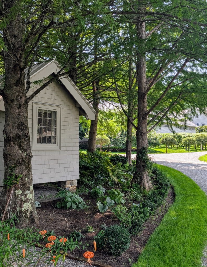My Lush Stewartia Garden in Summer - The Martha Stewart Blog