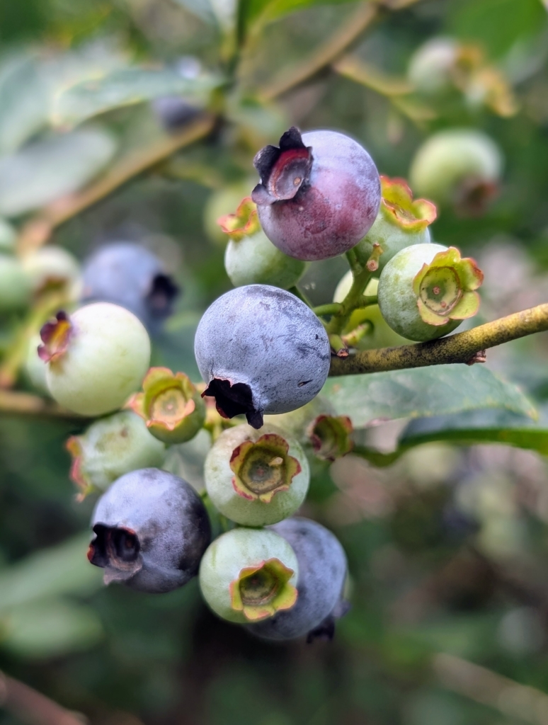 Picking Lots of Blueberries - The Martha Stewart Blog