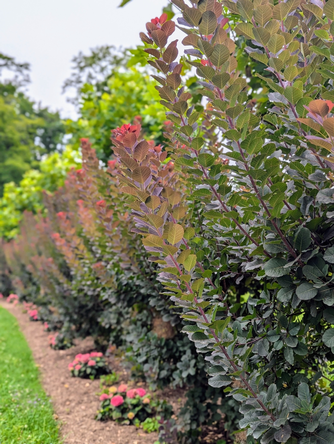 Pruning the Cotinus in the Allée - The Martha Stewart Blog