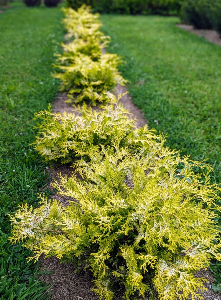 My Garden Maze in Late Summer - The Martha Stewart Blog