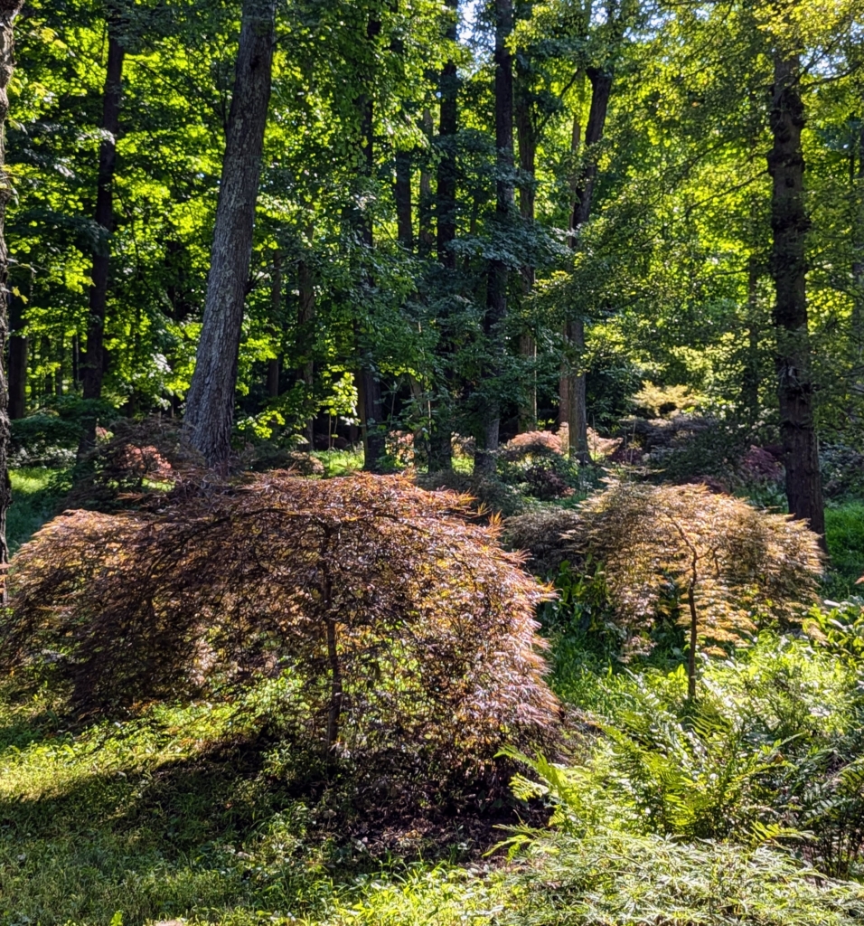 Summer Trees Around My Farm - The Martha Stewart Blog