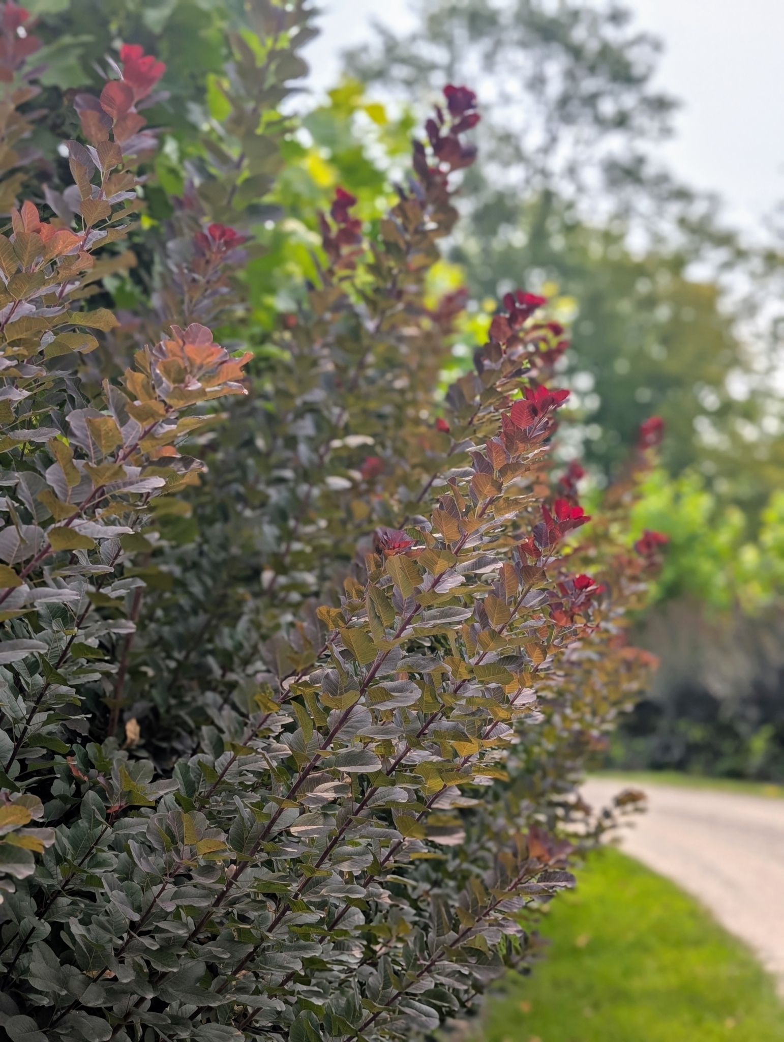 Pruning the Cotinus in the Allée - The Martha Stewart Blog