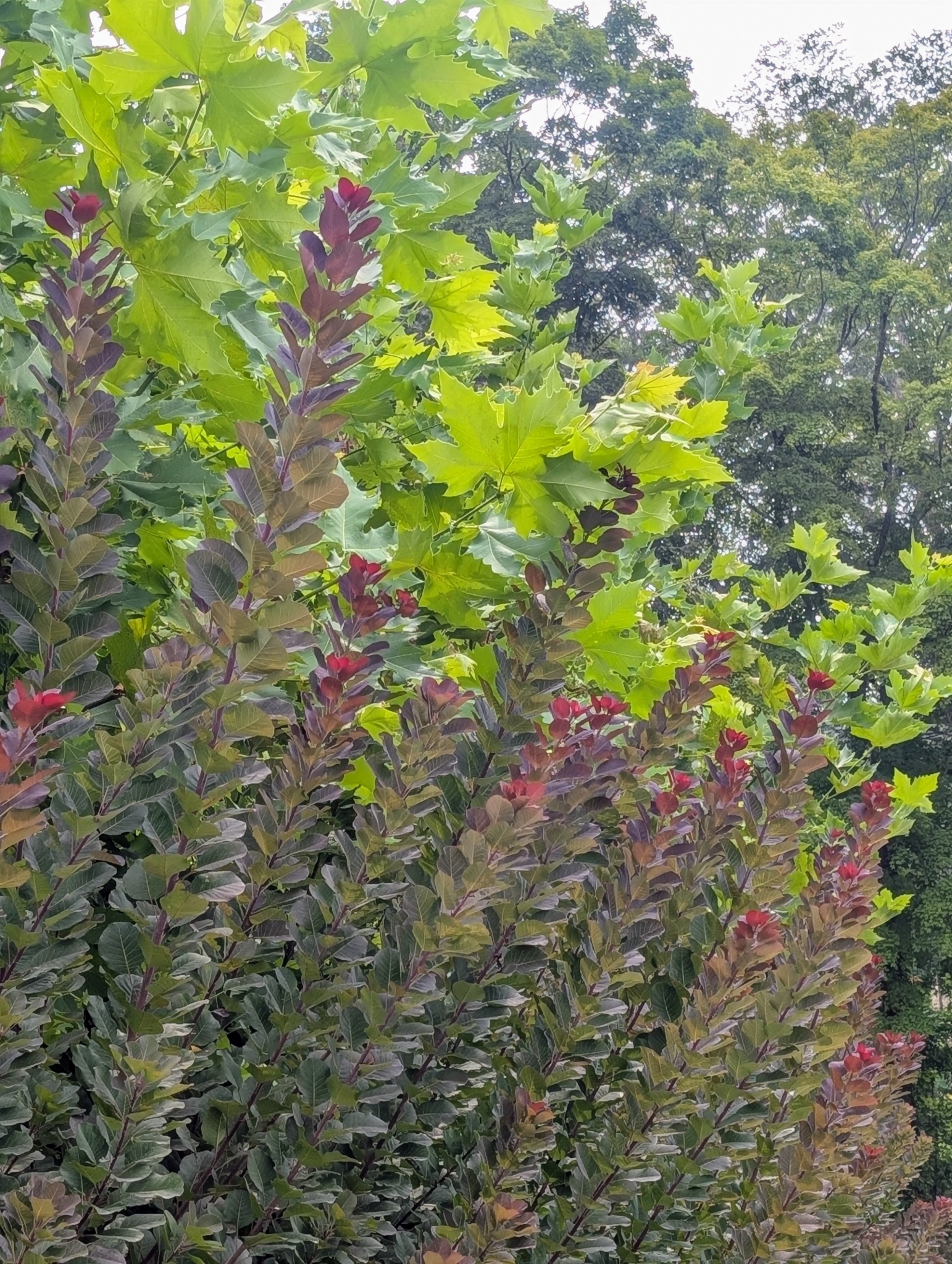 Pruning the Cotinus in the Allée - The Martha Stewart Blog