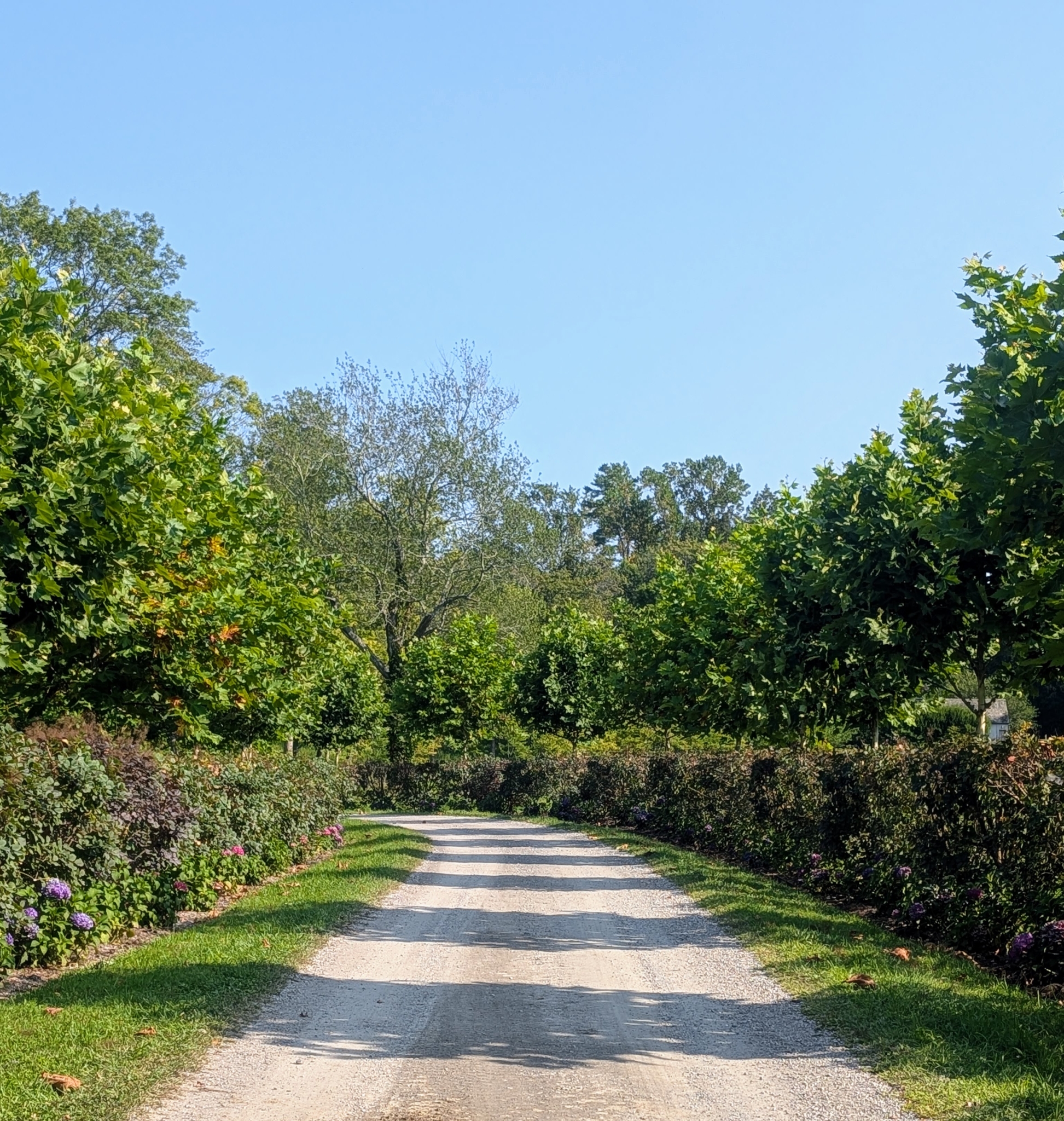 Pruning the Cotinus in the Allée - The Martha Stewart Blog