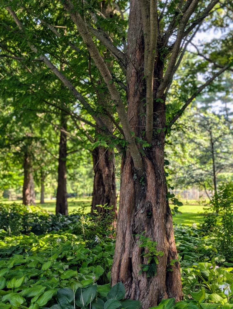 Summer Trees Around My Farm - The Martha Stewart Blog