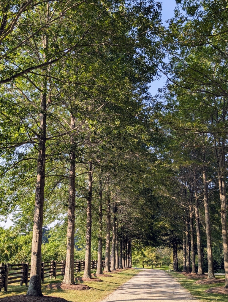 Summer Trees Around My Farm - The Martha Stewart Blog