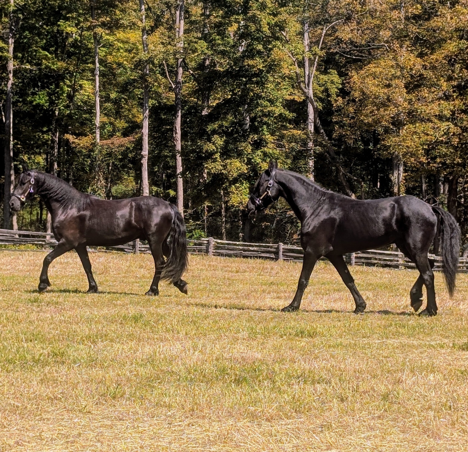 My Friesian Rescues are Settling In - The Martha Stewart Blog