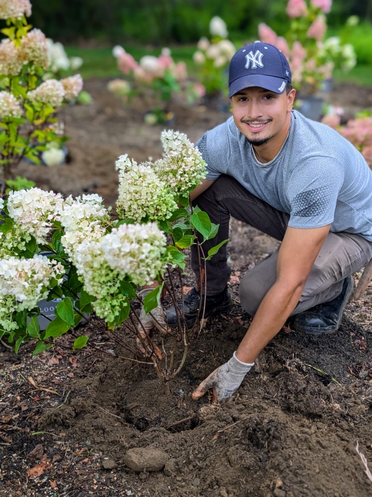 Planting a Garden of Hydrangeas - The Martha Stewart Blog