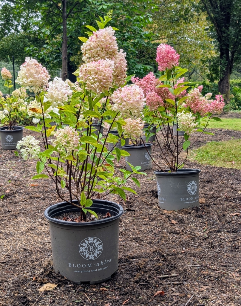 The Martha Stewart Blog : Blog Archive Planting a Garden of Hydrangeas ...