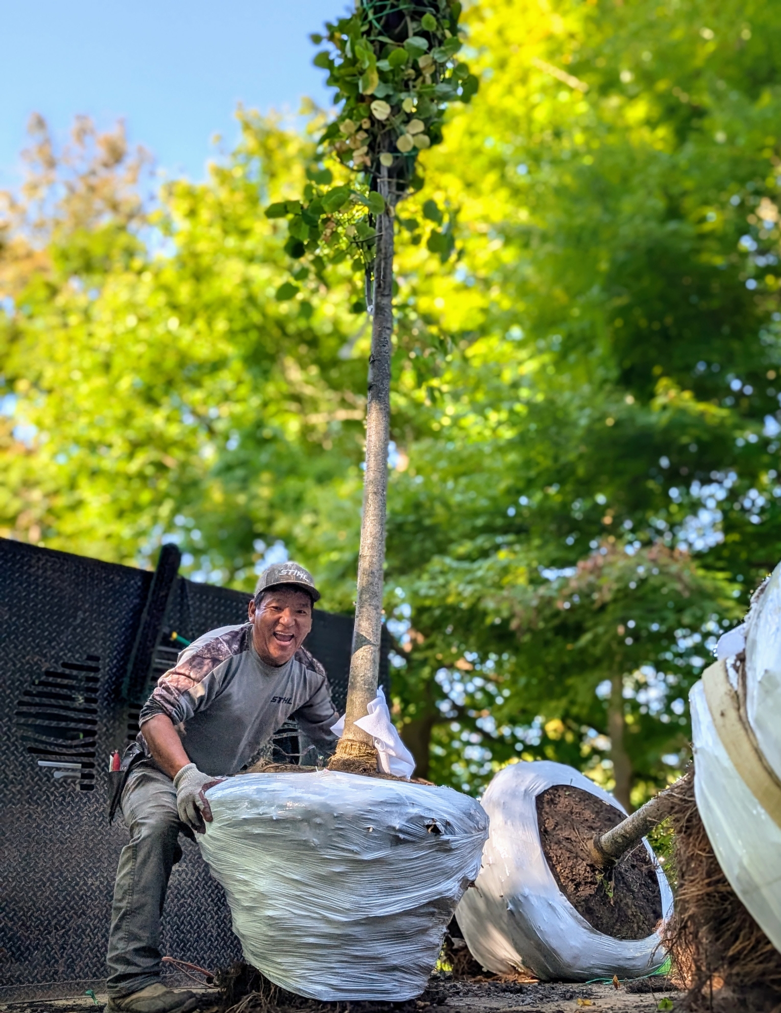 Planting Linden Trees in My Maze - The Martha Stewart Blog