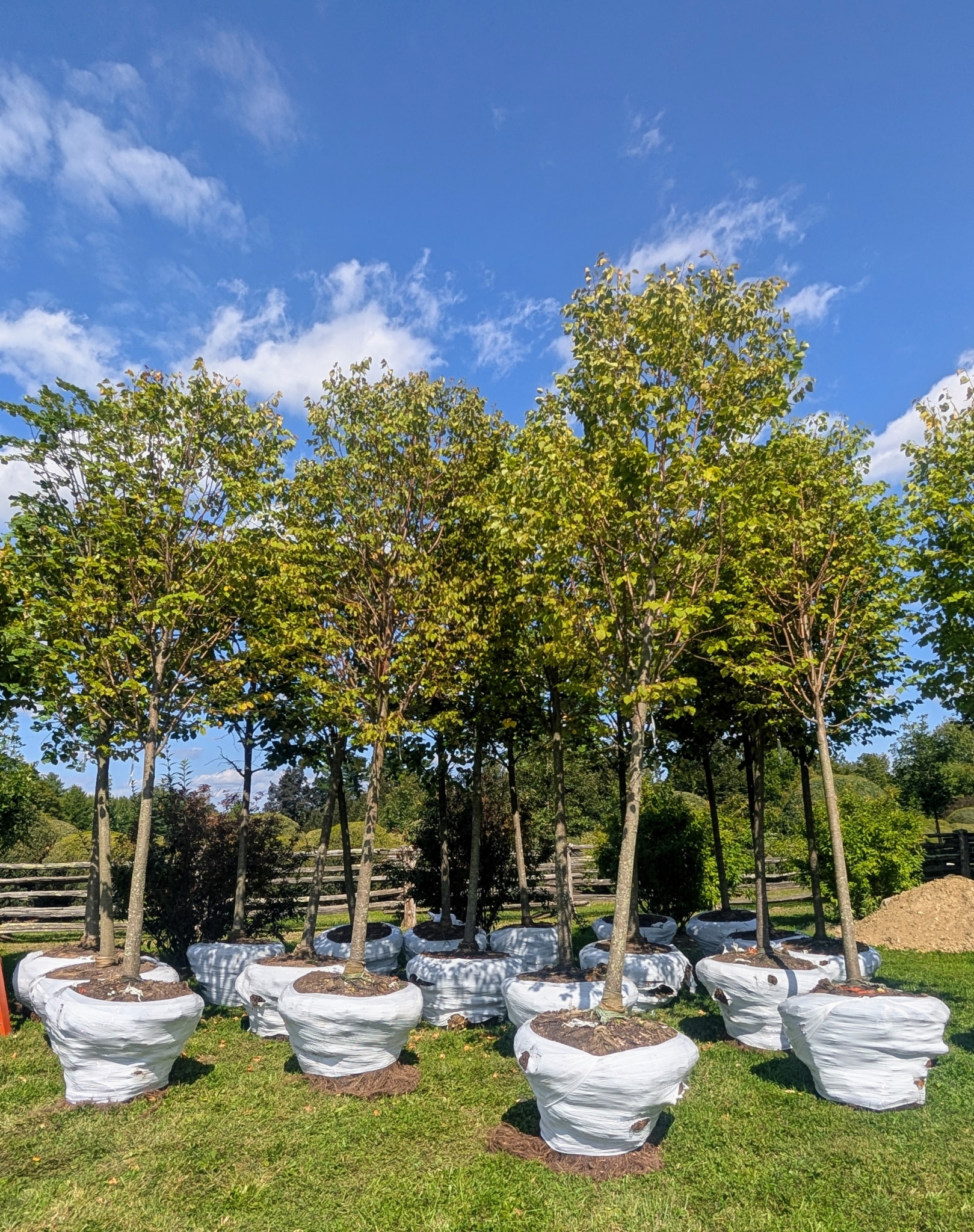 Planting Tilia Euchlora Parasol Trees in My Maze - The Martha Stewart Blog