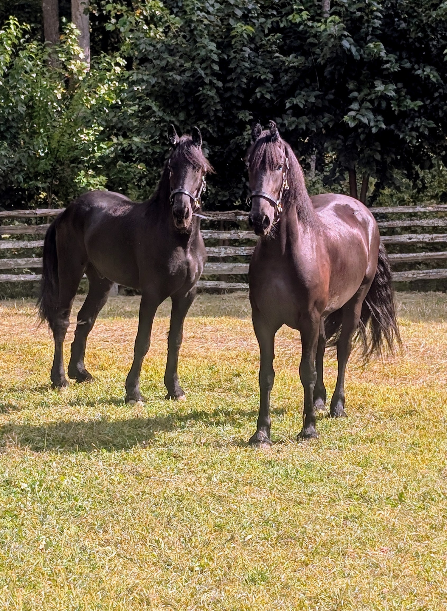 My Friesian Rescues are Settling In - The Martha Stewart Blog
