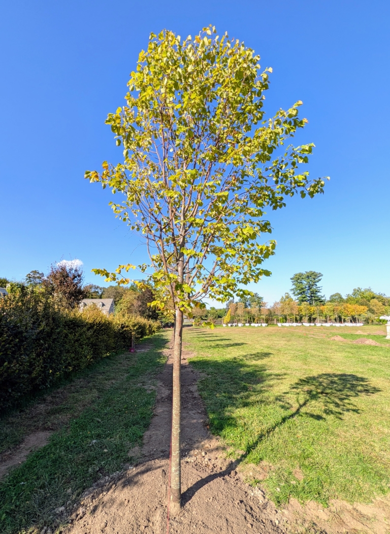 Planting Linden Trees in My Maze - The Martha Stewart Blog