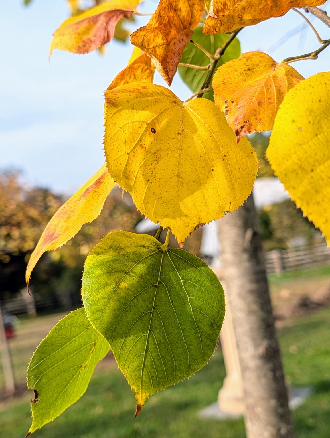 Planting Tilia Euchlora Parasol Trees in My Maze - The Martha Stewart Blog