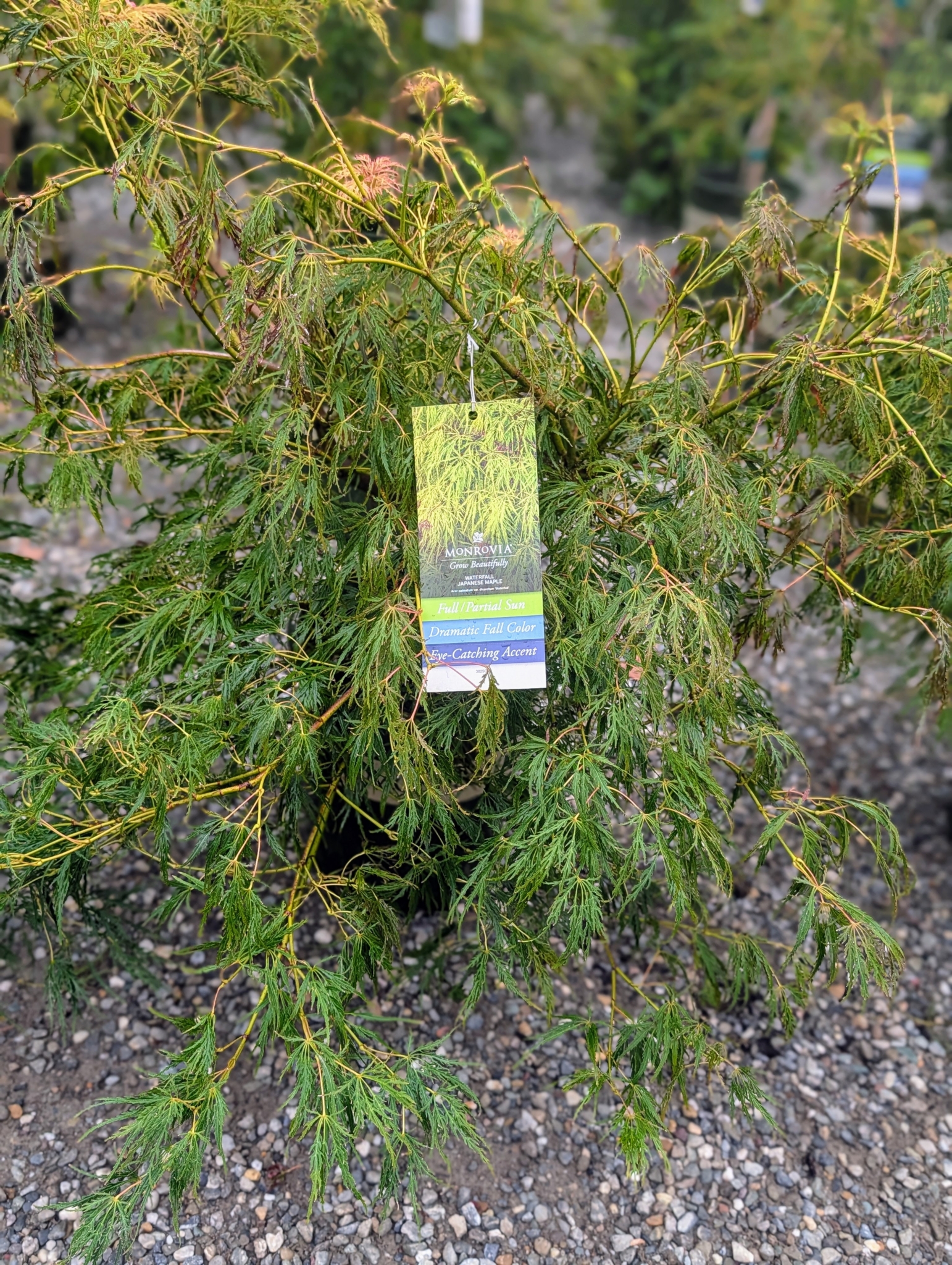 Japanese Maples from Monrovia - The Martha Stewart Blog