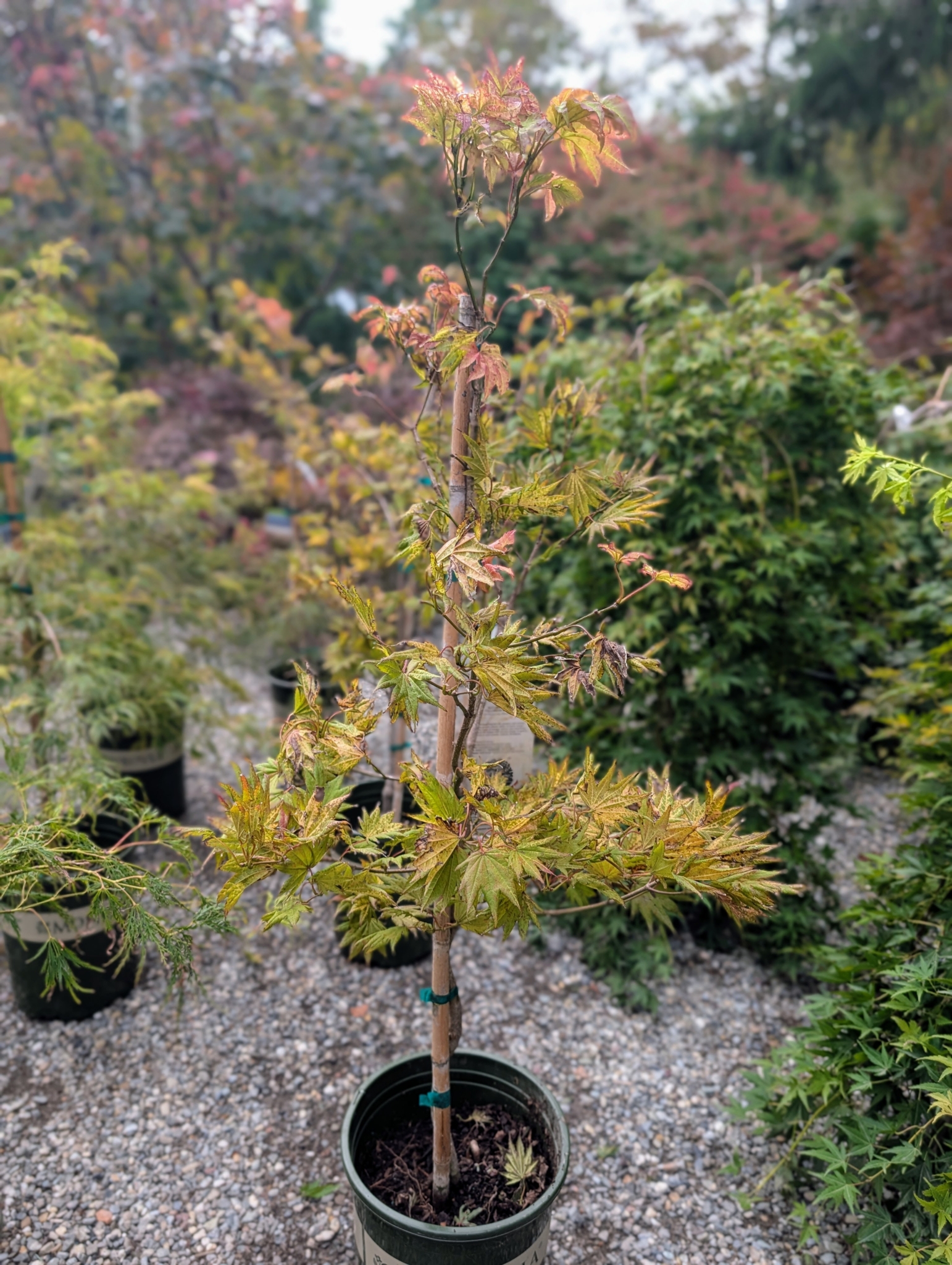 Japanese Maples from Monrovia - The Martha Stewart Blog