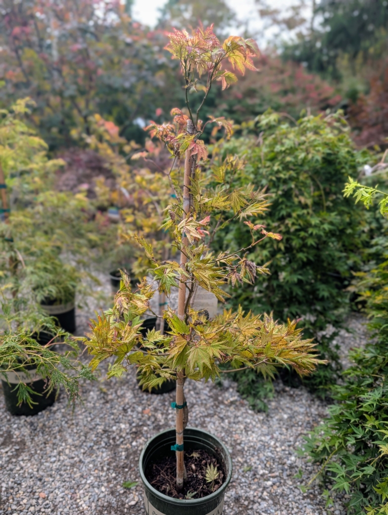 Japanese Maples from Monrovia - The Martha Stewart Blog